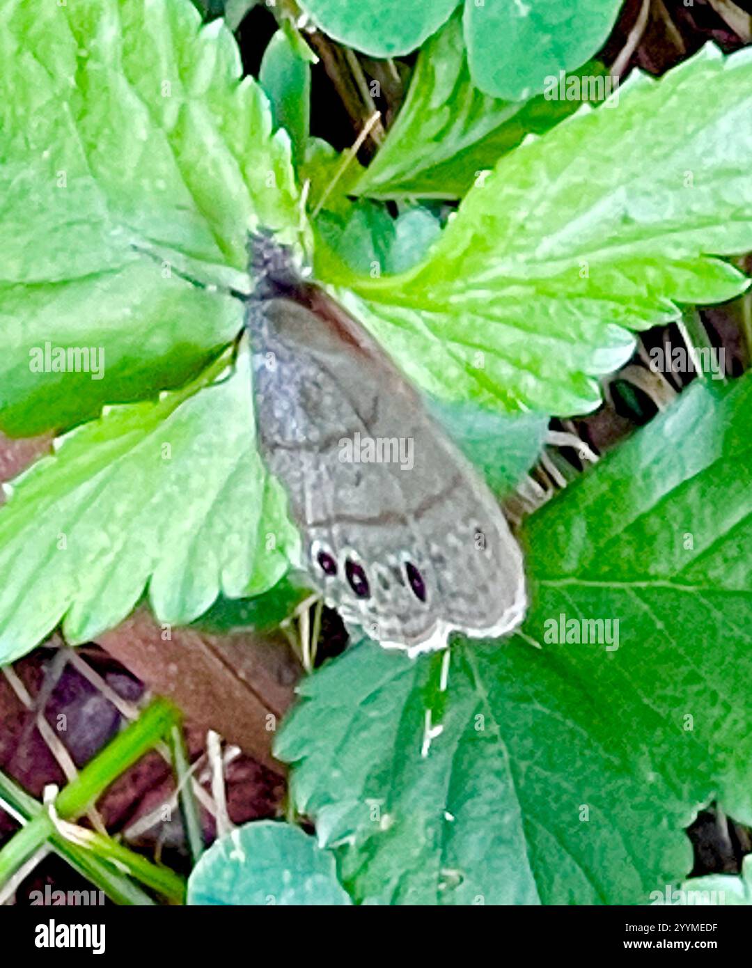 Carolina Satyr (Hermeuptychia sosybius Stock Photo - Alamy