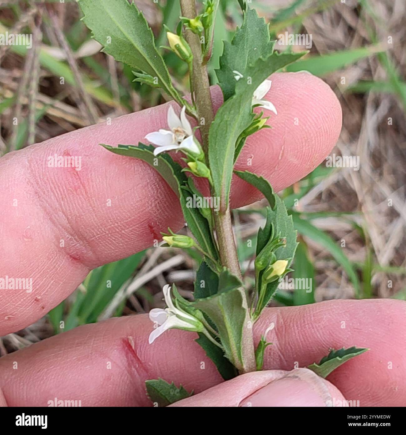 Capraria biflora hi-res stock photography and images - Alamy