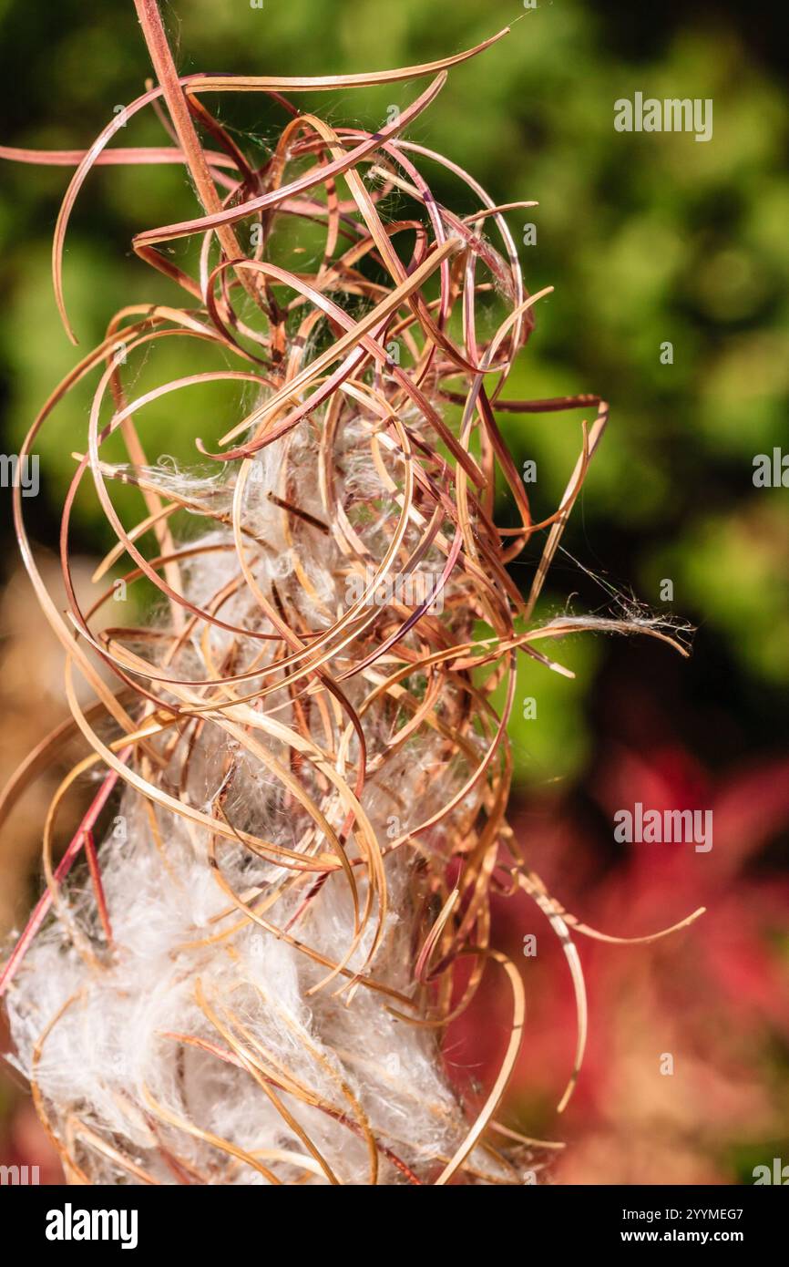 A bunch of brown and white plant material with a red background. The ...