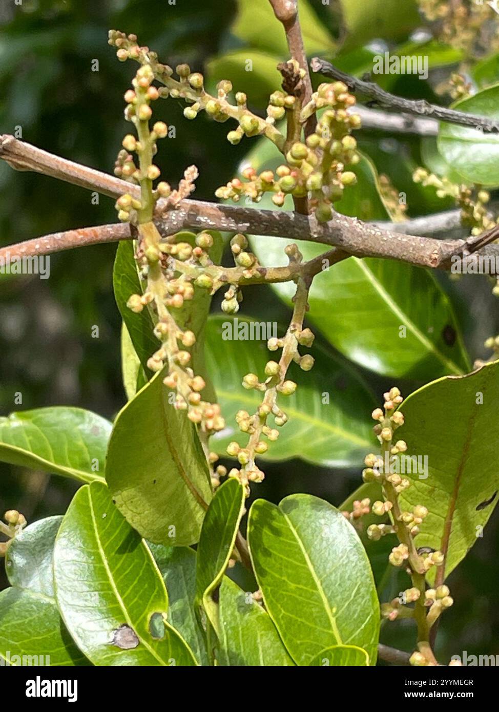 soapberry family (Sapindaceae Stock Photo - Alamy