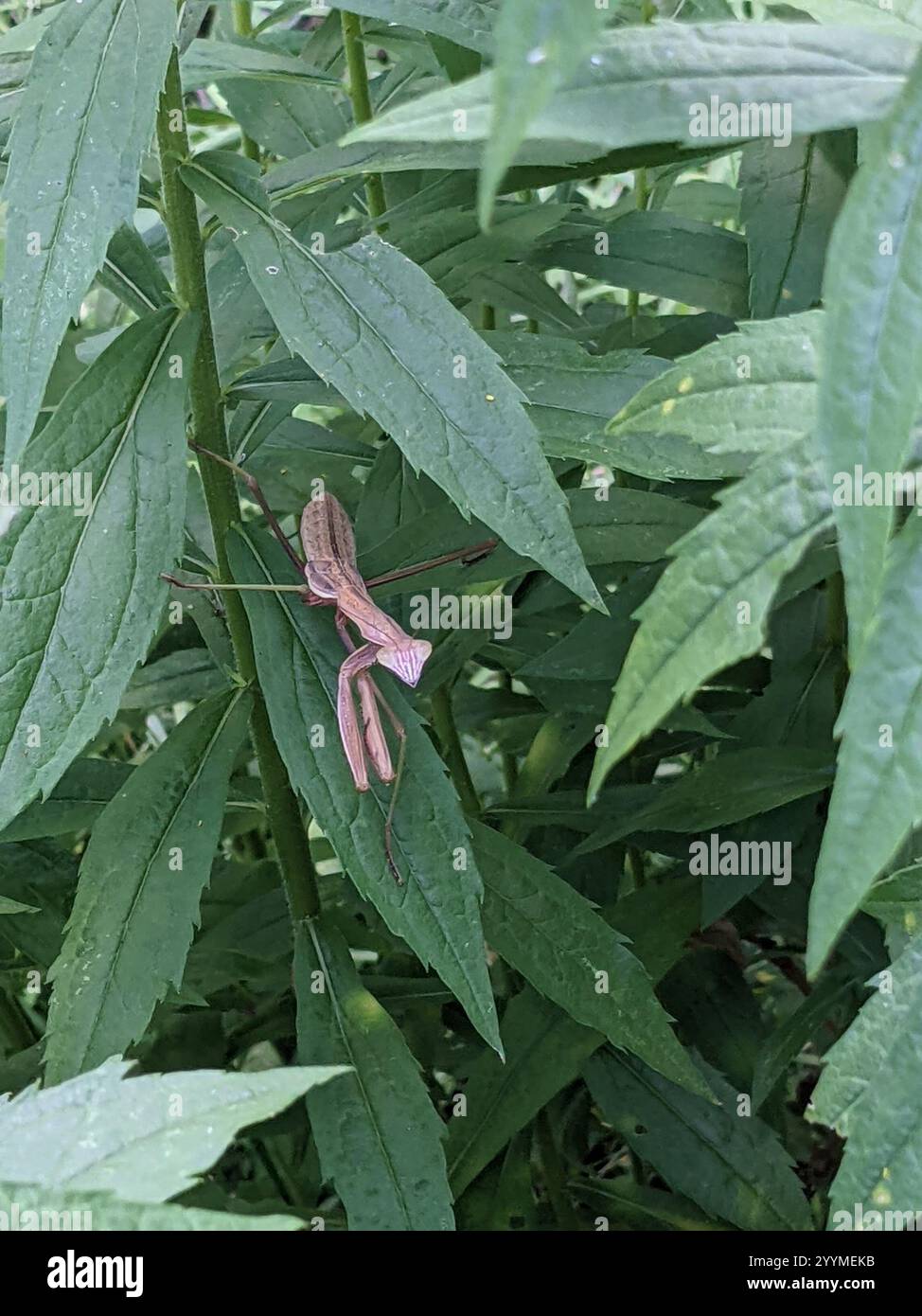 Chinese Mantis (Tenodera sinensis Stock Photo - Alamy