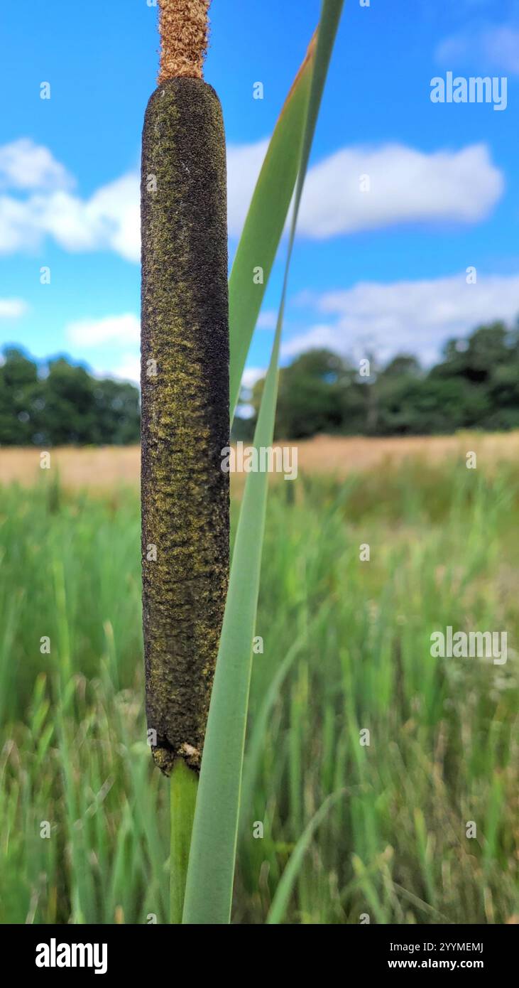 broadleaf cattail (Typha latifolia Stock Photo - Alamy