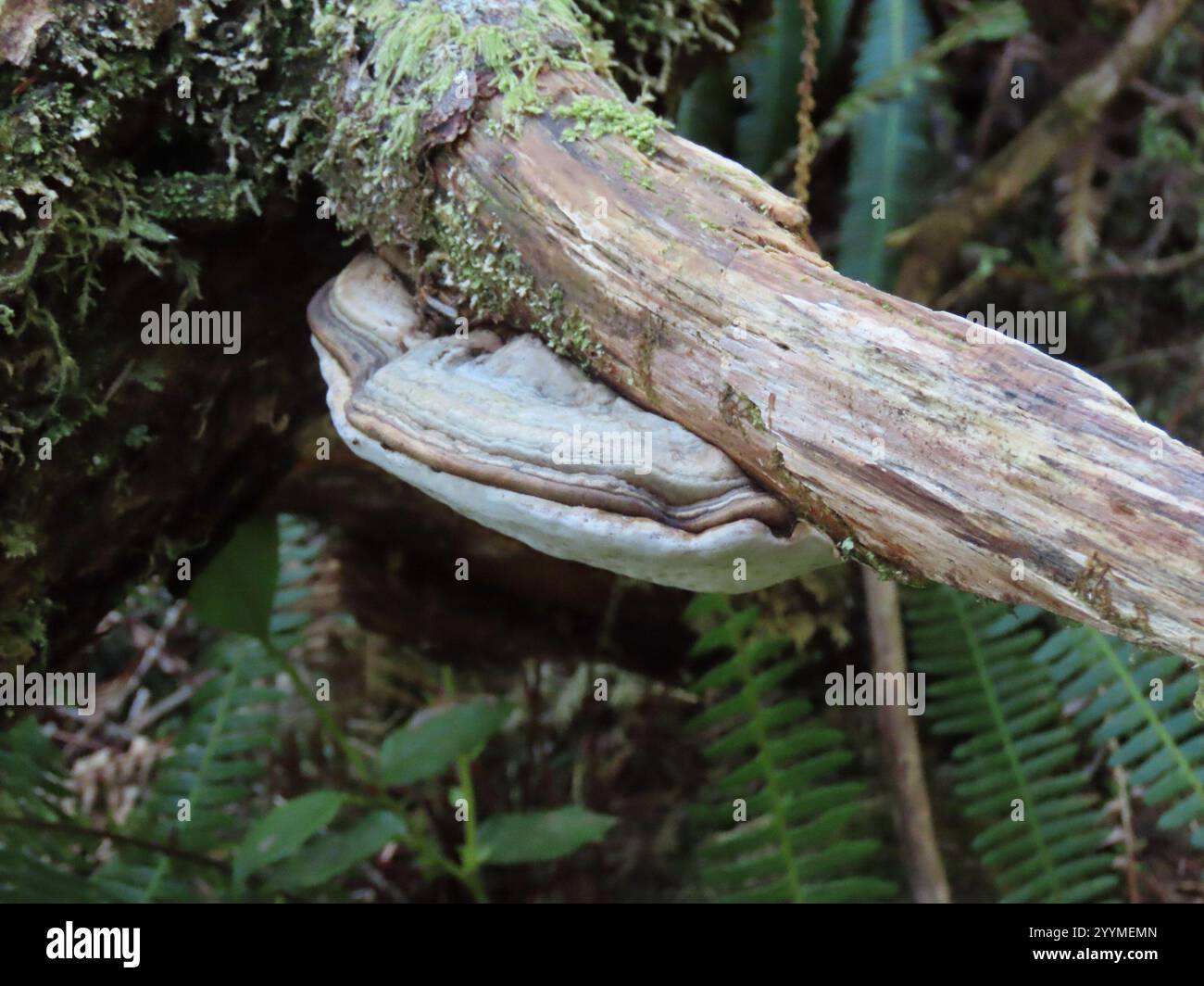 Hoof Fungus (Fomes fomentarius Stock Photo - Alamy
