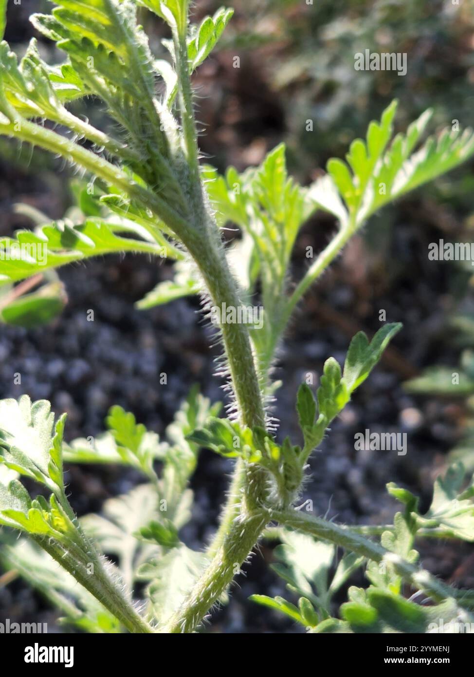 Flatspine Bursage (Ambrosia acanthicarpa Stock Photo - Alamy