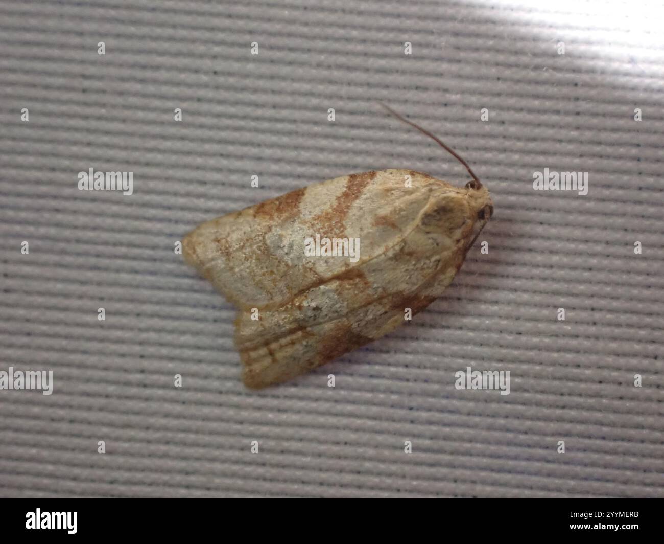 Rose Tortrix Moth (Archips rosana Stock Photo - Alamy