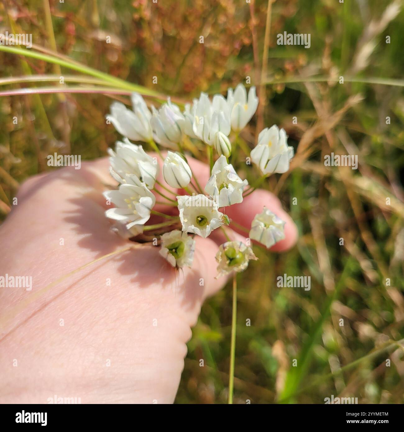 White brodiaea hi-res stock photography and images - Alamy