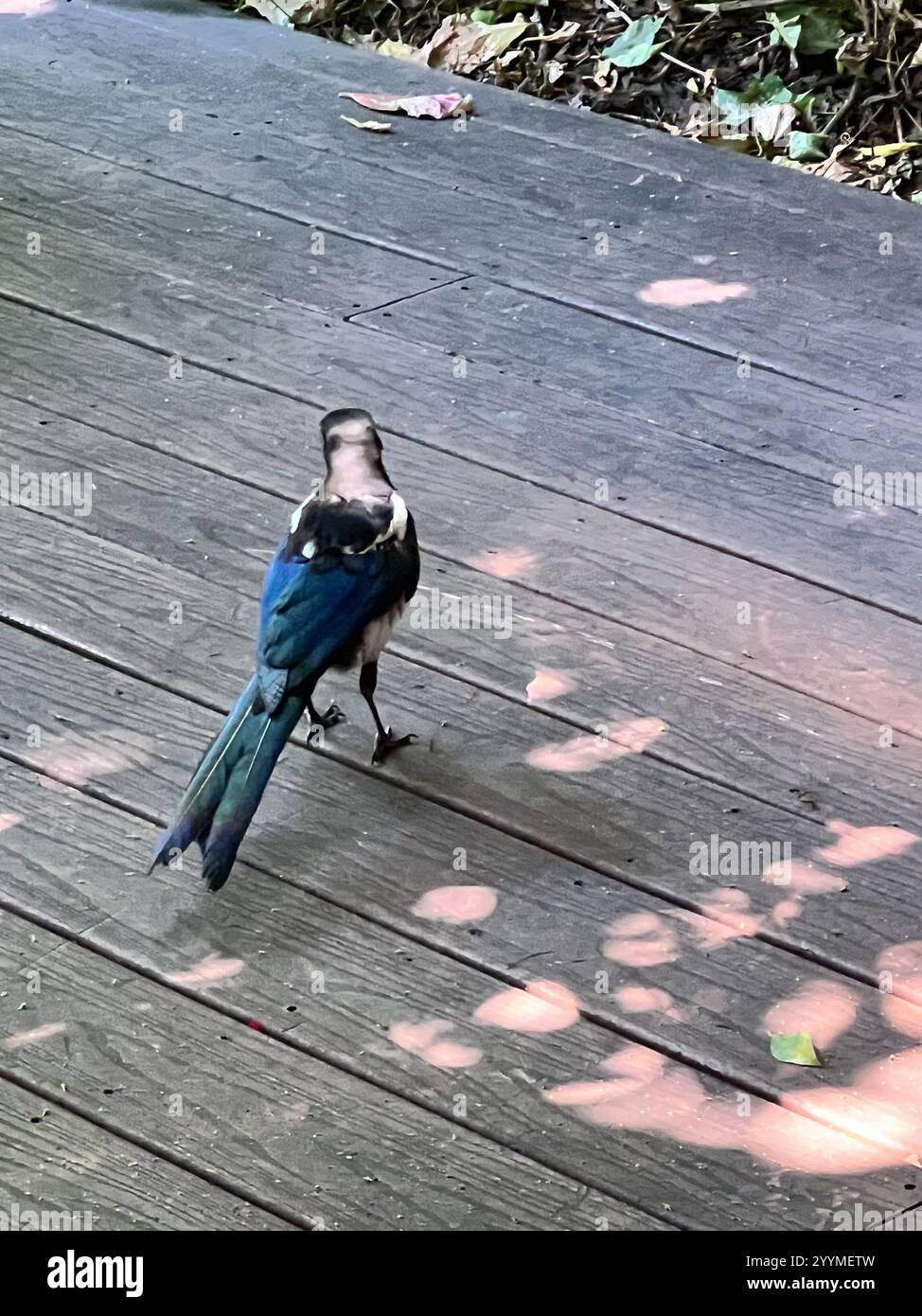 Black-billed Magpie (Pica hudsonia Stock Photo - Alamy