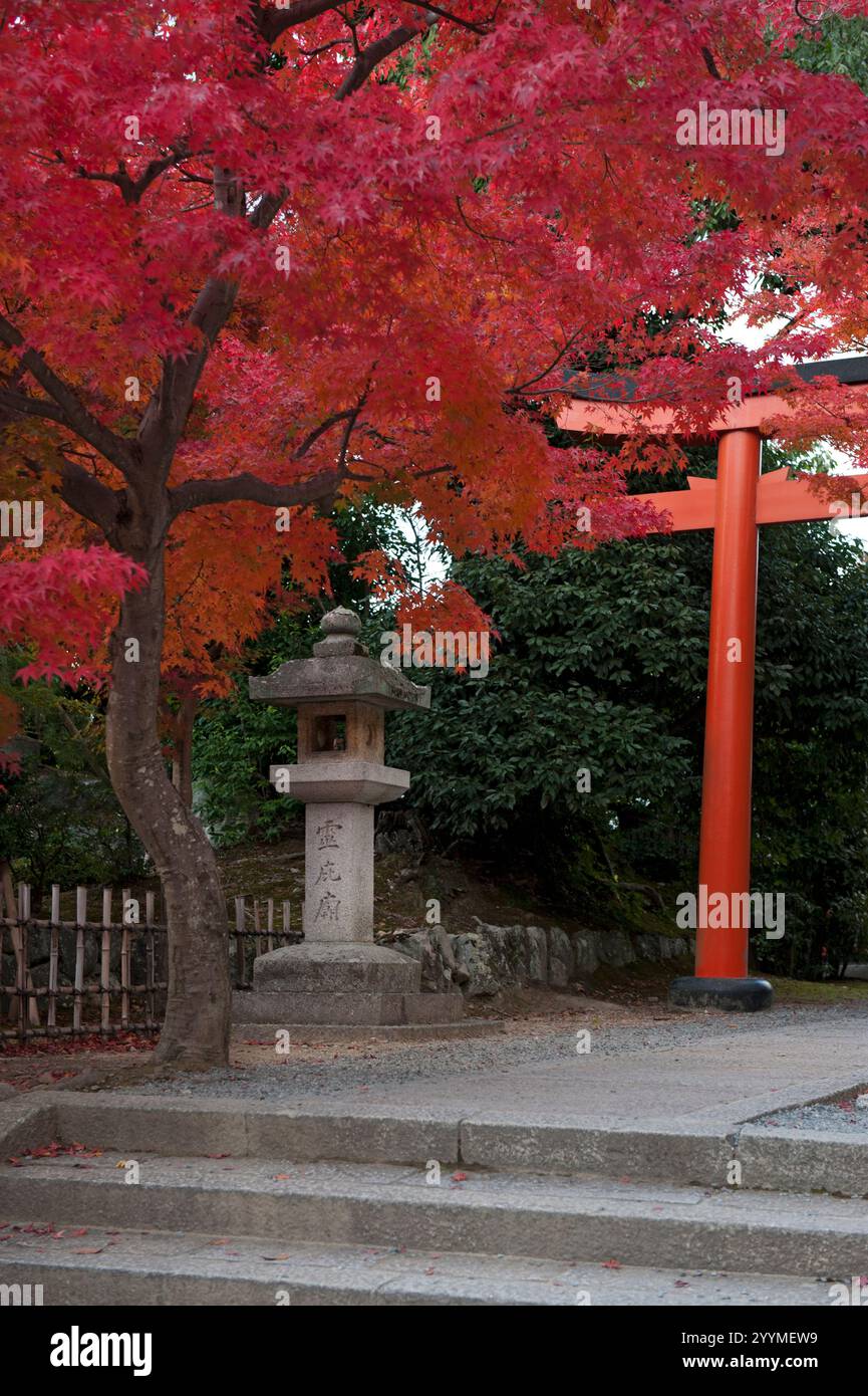 Bright red autumn maple trees highlight Tenryuji Hachimangu Shinto ...