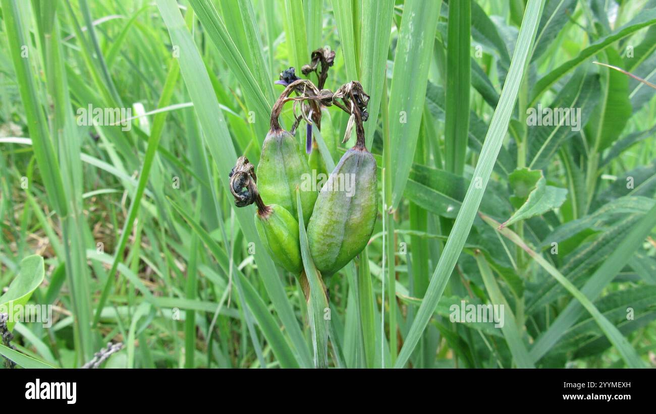 Beach-head Iris (Iris setosa Stock Photo - Alamy