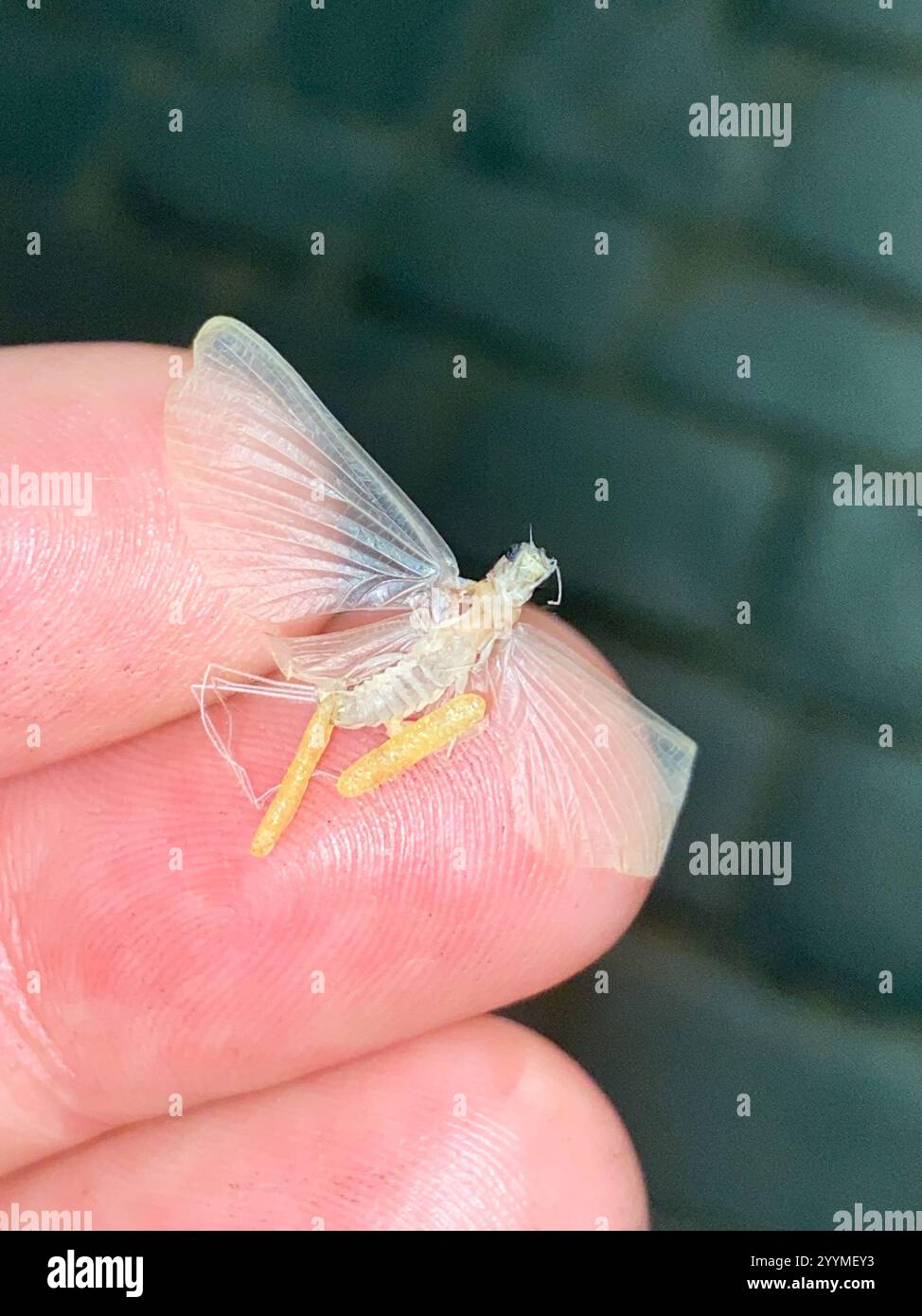 Ephoron virgo hi-res stock photography and images - Alamy