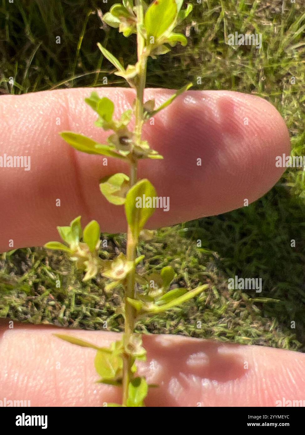 Smallfruit Primrose-Willow (Ludwigia microcarpa Stock Photo - Alamy