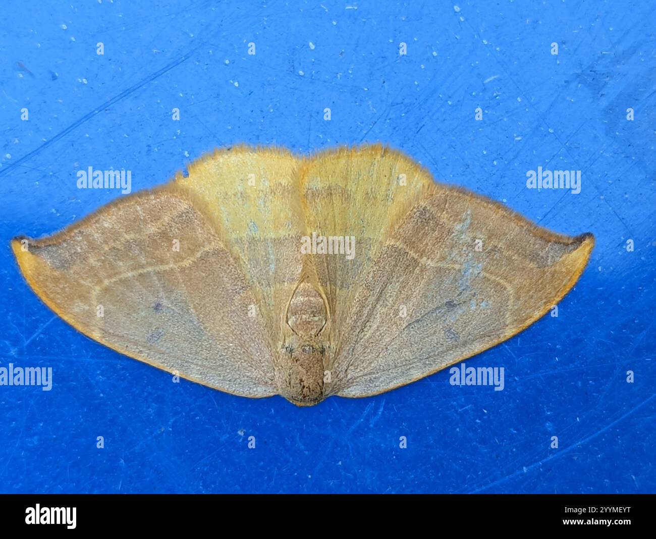 Oak Hook-tip (Watsonalla binaria Stock Photo - Alamy