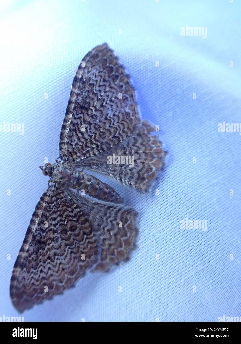 scallop shell moth (Hydria undulata Stock Photo - Alamy