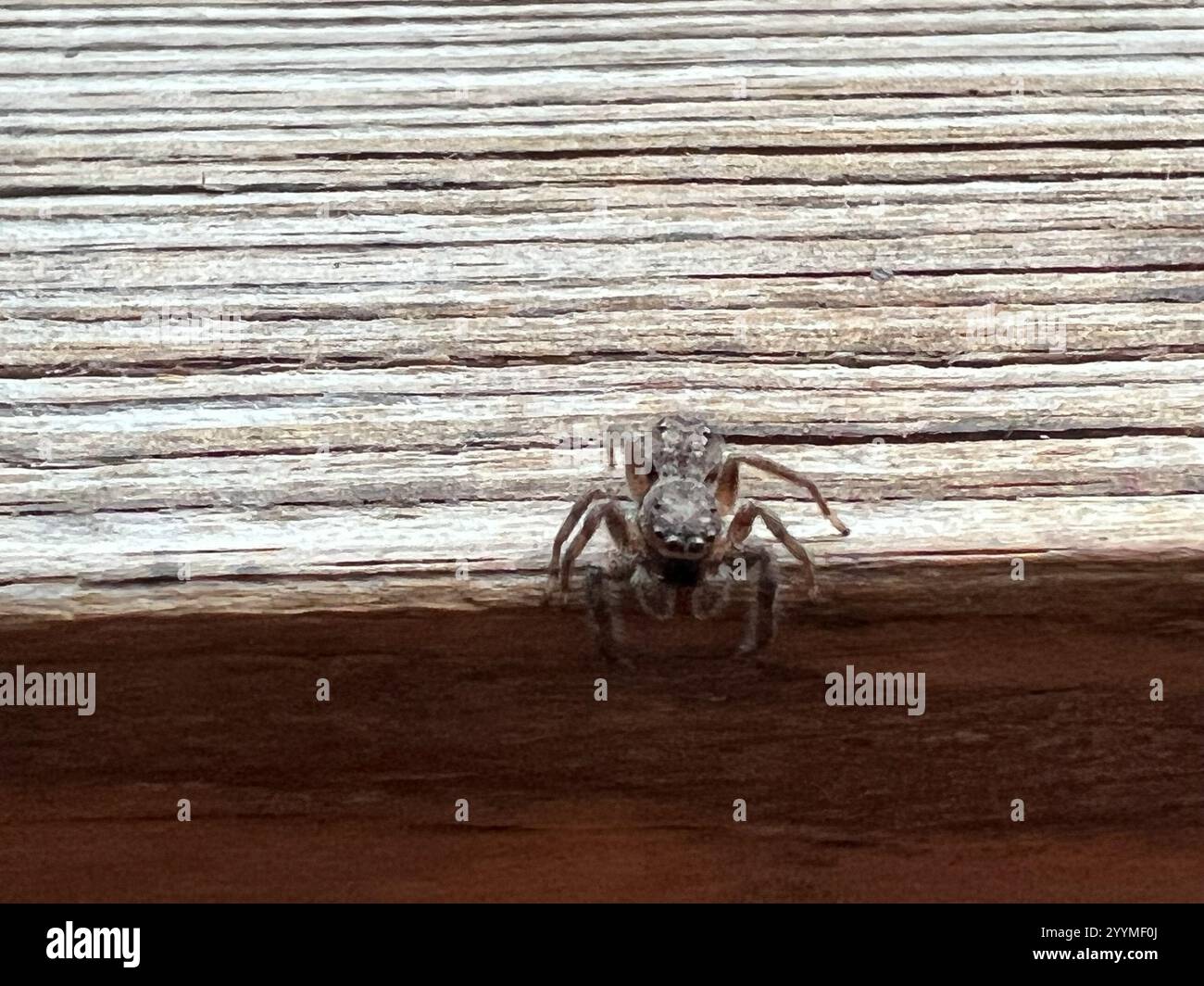 Tan Jumping Spider (Platycryptus undatus Stock Photo - Alamy