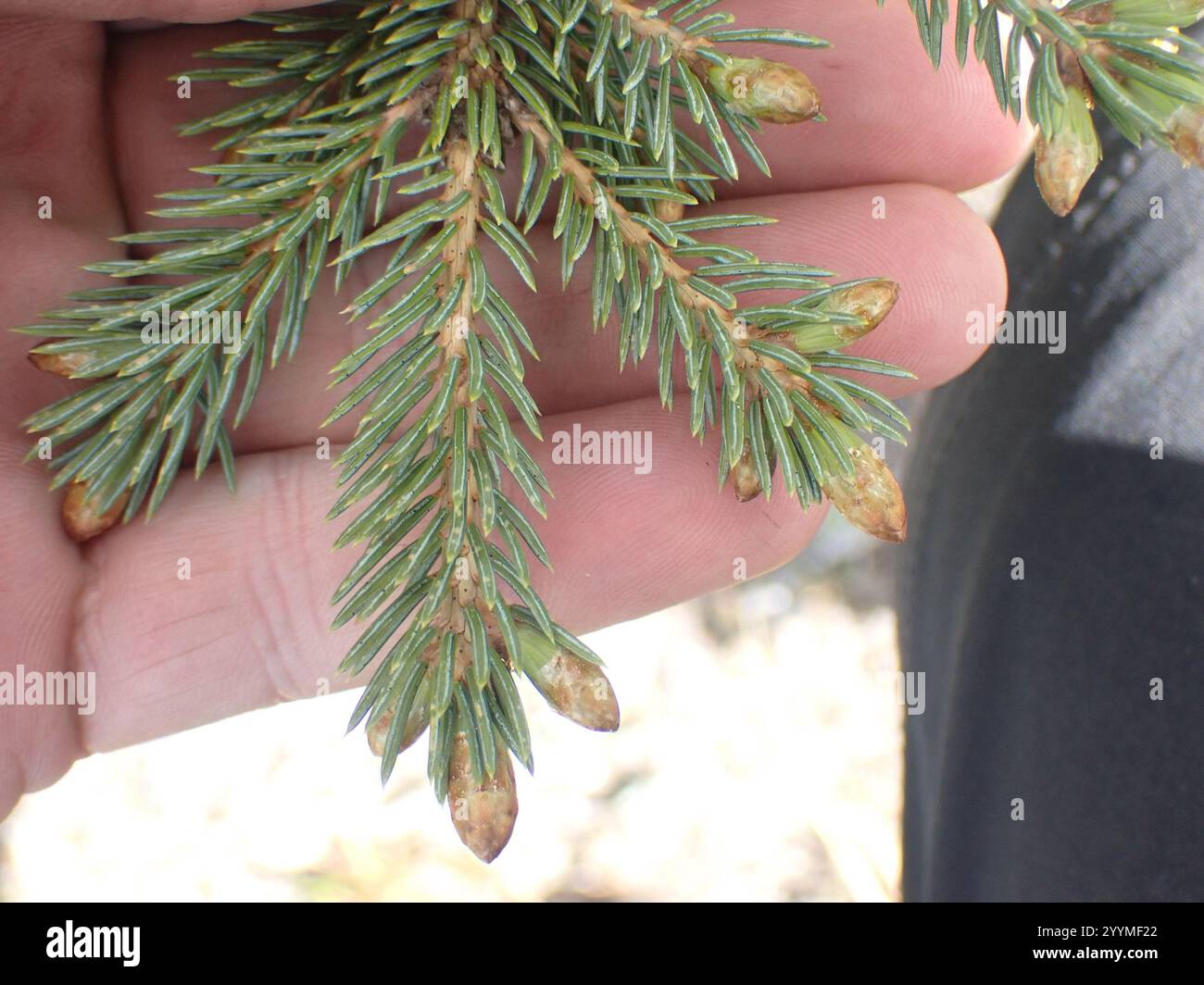 Engelmann spruce (Picea engelmannii Stock Photo - Alamy