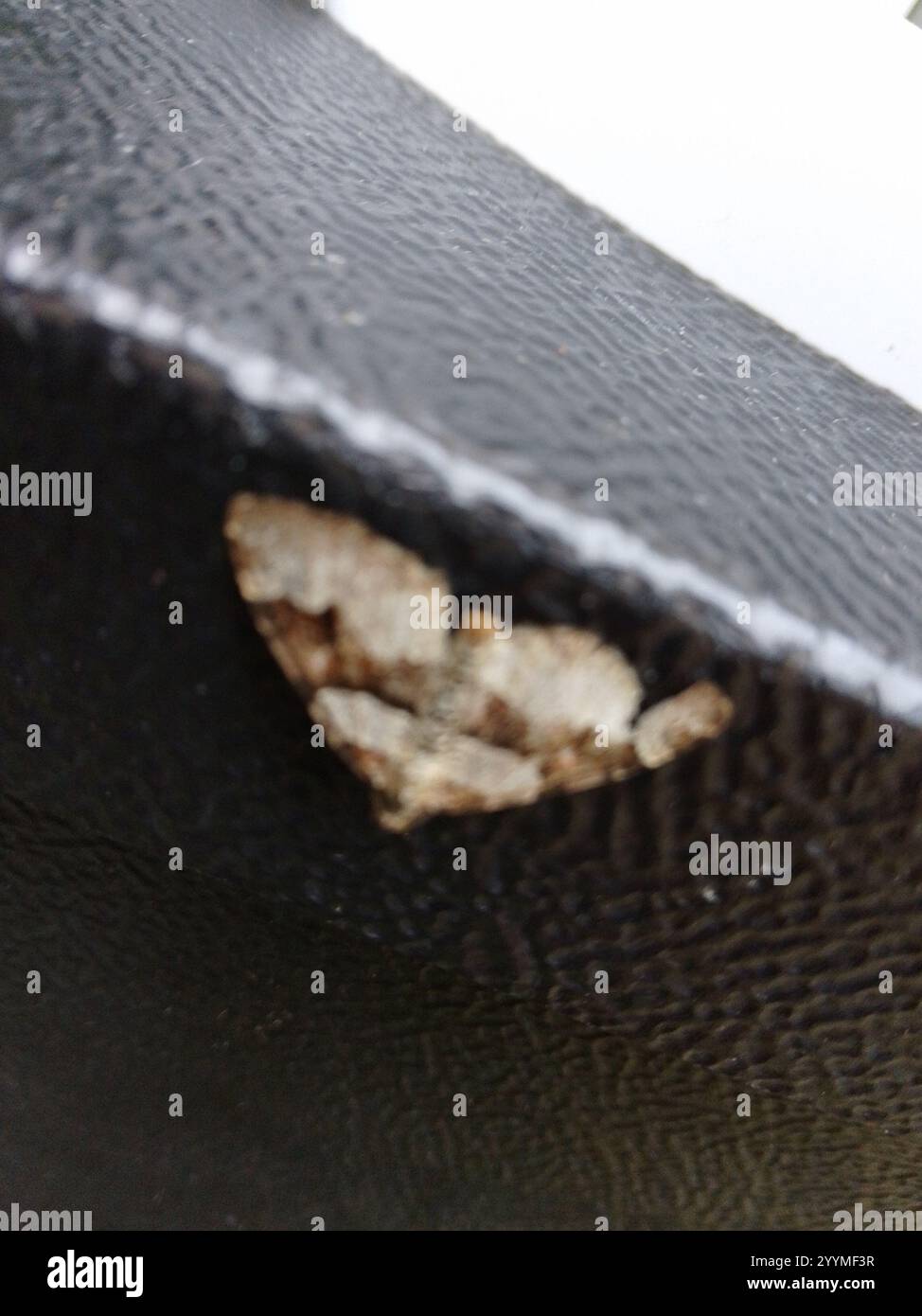 Flame Carpet (Xanthorhoe designata Stock Photo - Alamy