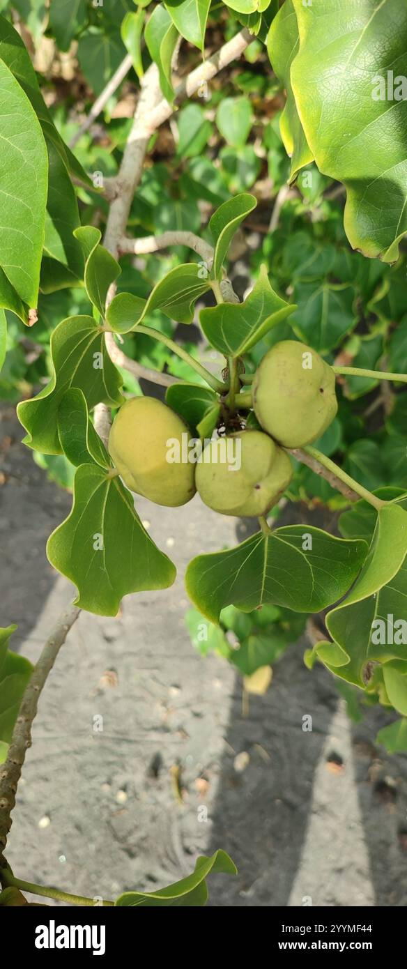 Thespesia populnea portia tree hi-res stock photography and images - Alamy