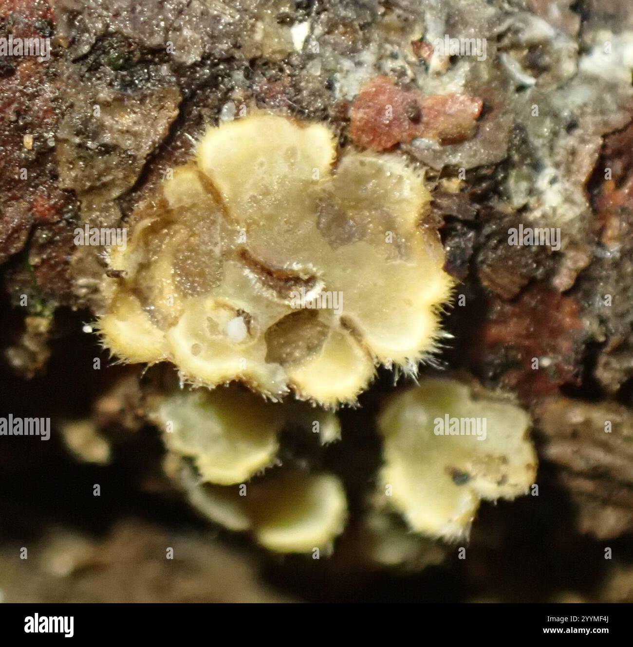 Ascomycete Fungi (Ascomycota Stock Photo - Alamy