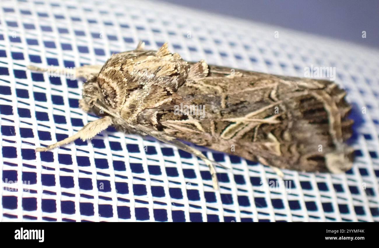 Oriental leafworm moth (Spodoptera litura Stock Photo - Alamy