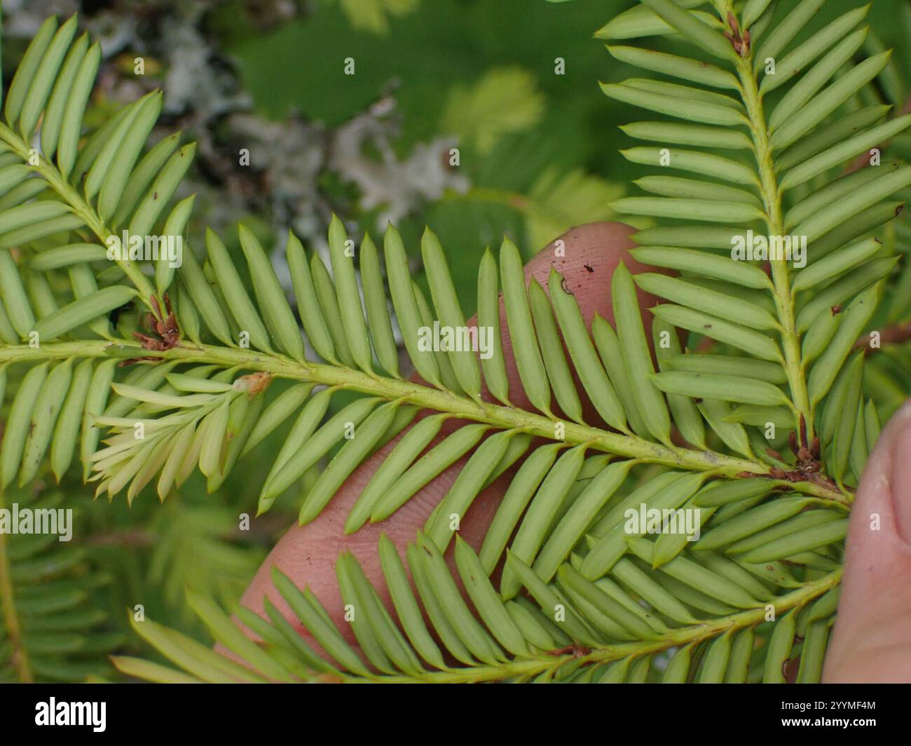 Pacific yew (Taxus brevifolia Stock Photo - Alamy