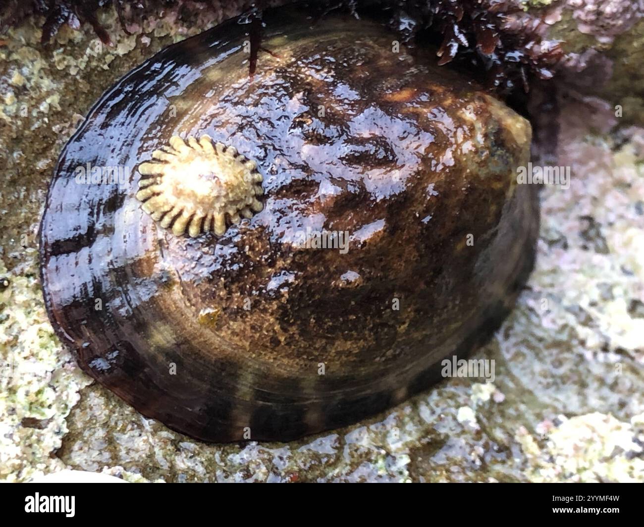Owl Limpet (Lottia gigantea Stock Photo - Alamy