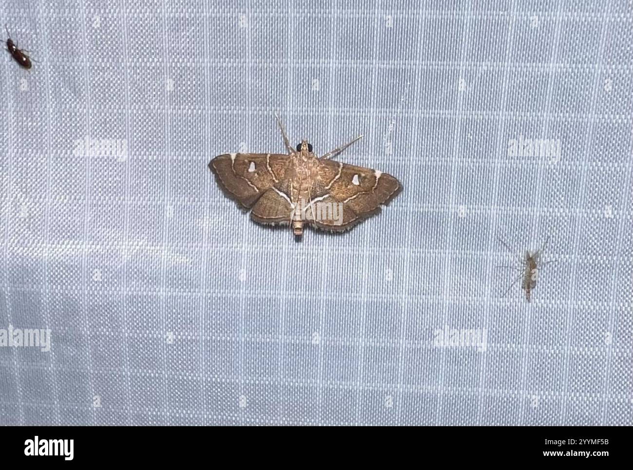 Victorian Lamplighter Moth (Lamprosema victoriae Stock Photo - Alamy