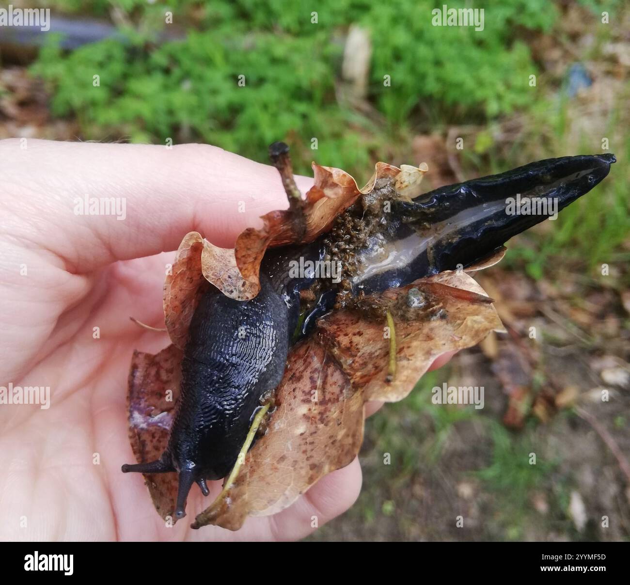 Ash-black Slug (Limax cinereoniger Stock Photo - Alamy