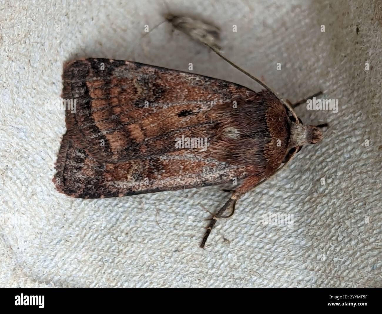 Small Square-spot (Diarsia rubi Stock Photo - Alamy