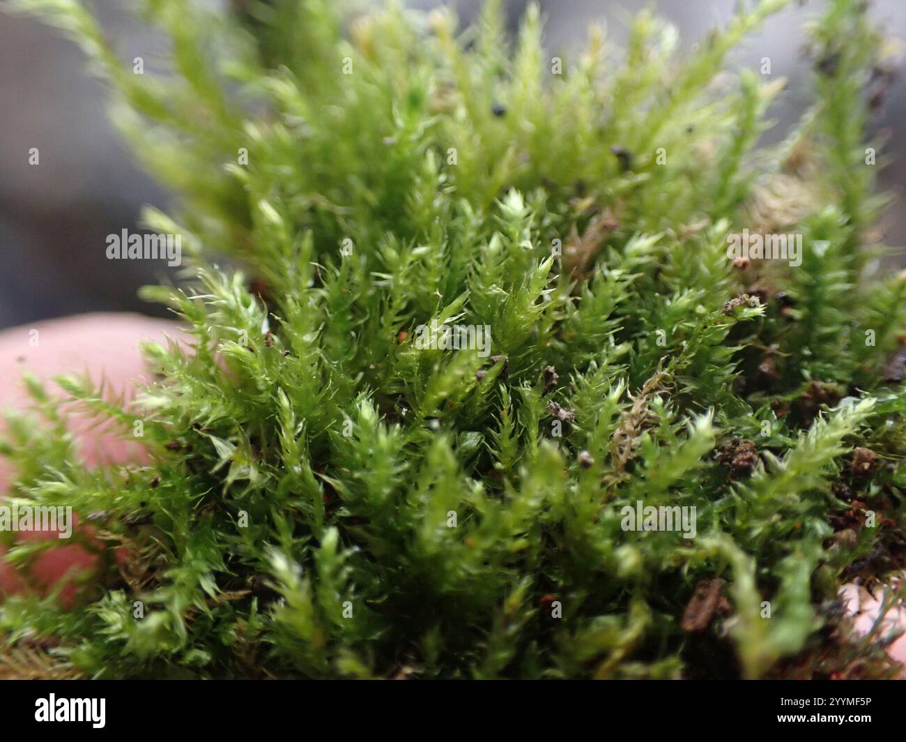 Cat's Tail Moss (Pseudisothecium stoloniferum Stock Photo - Alamy