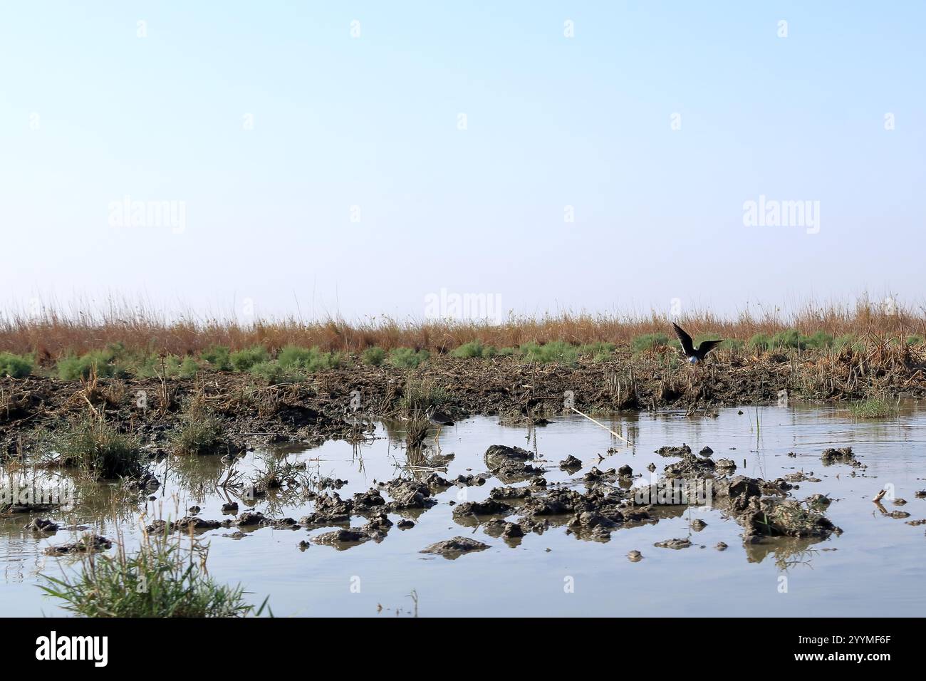 a boat trip in the marshlands of iraq near Chibayish, Chabaish ...
