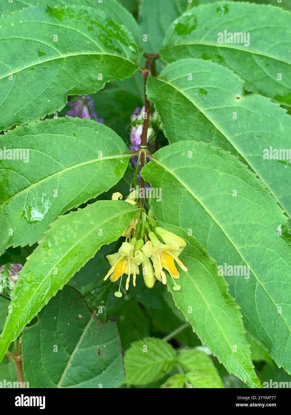 northern bush honeysuckle (Diervilla lonicera Stock Photo - Alamy