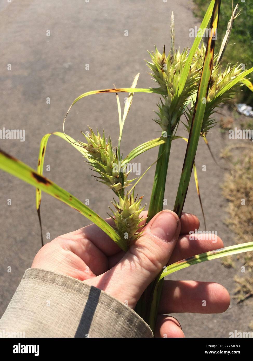hop sedge (Carex lupulina Stock Photo - Alamy