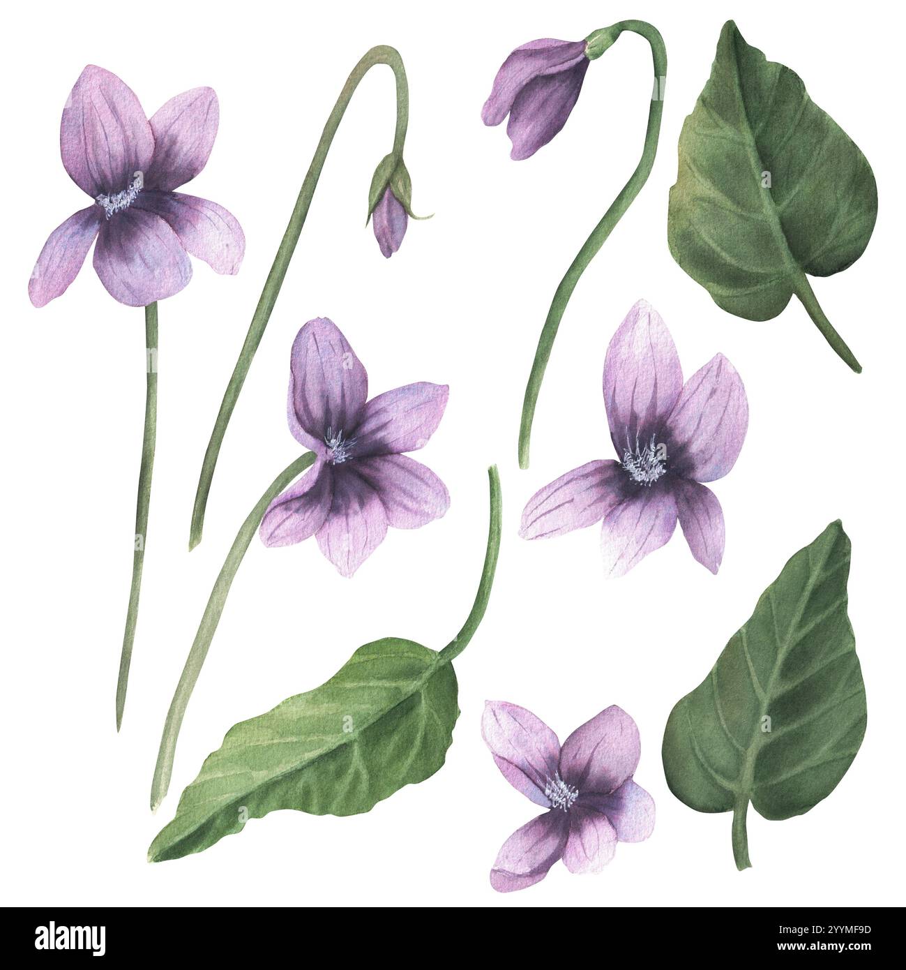 Vintage bundle of violets. Purple pansy flowers, buds, stems and green ...