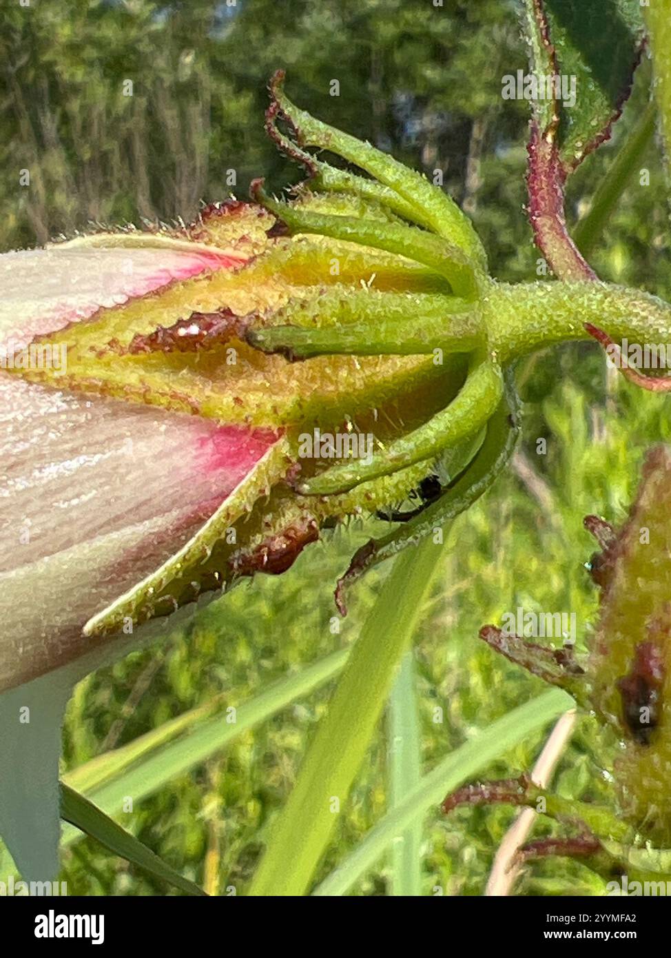 Pineland Hibiscus (Hibiscus aculeatus Stock Photo - Alamy