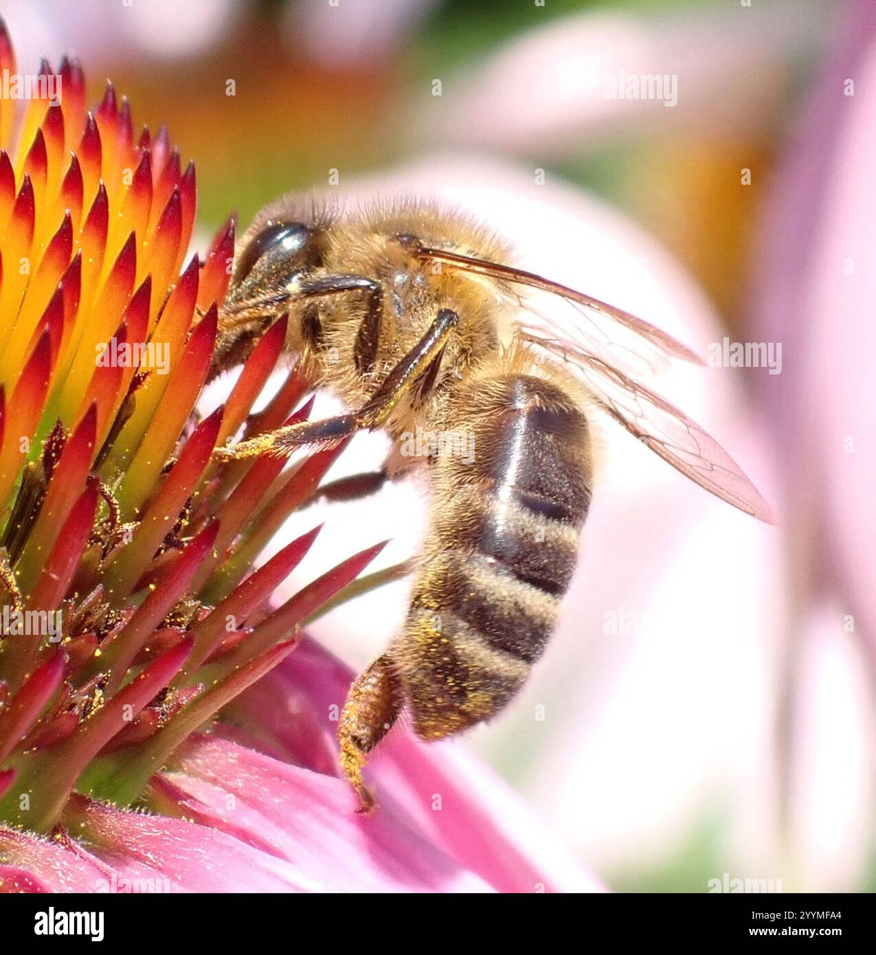 Western Honey Bee (Apis mellifera Stock Photo - Alamy