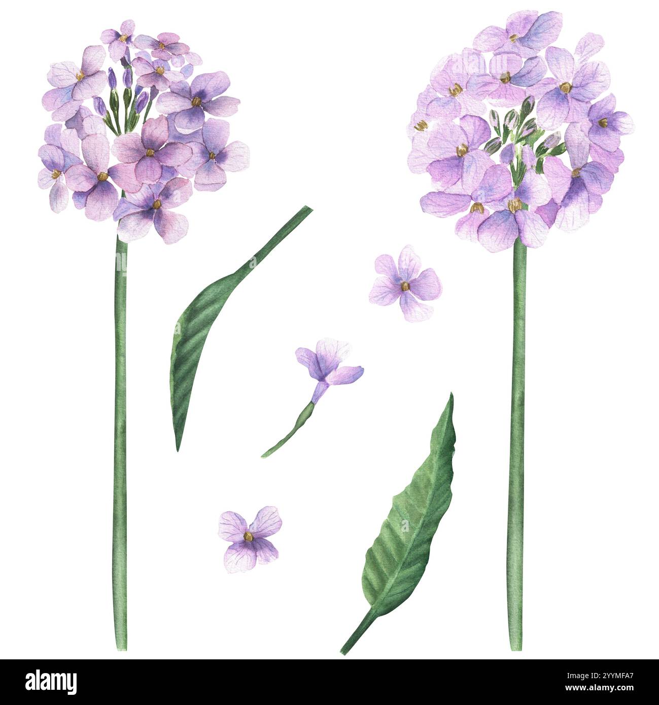 Queens gillyflower hi-res stock photography and images - Alamy