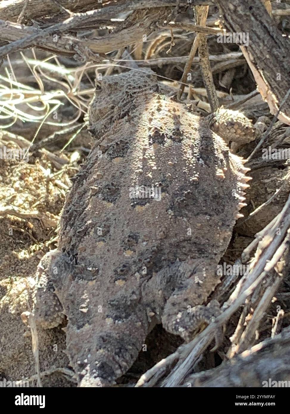 Pygmy horned lizard hi-res stock photography and images - Alamy