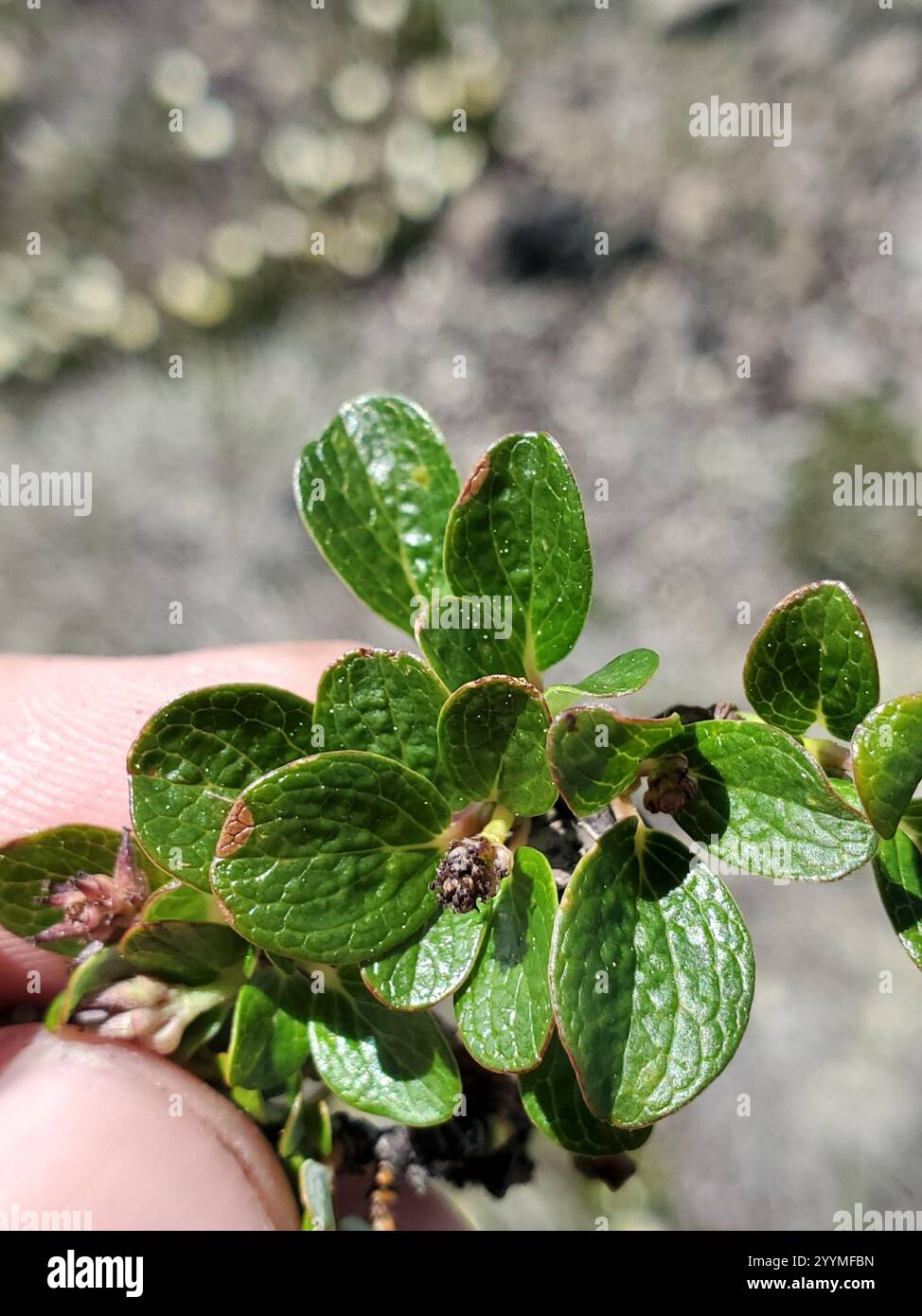 snow willow (Salix nivalis Stock Photo - Alamy