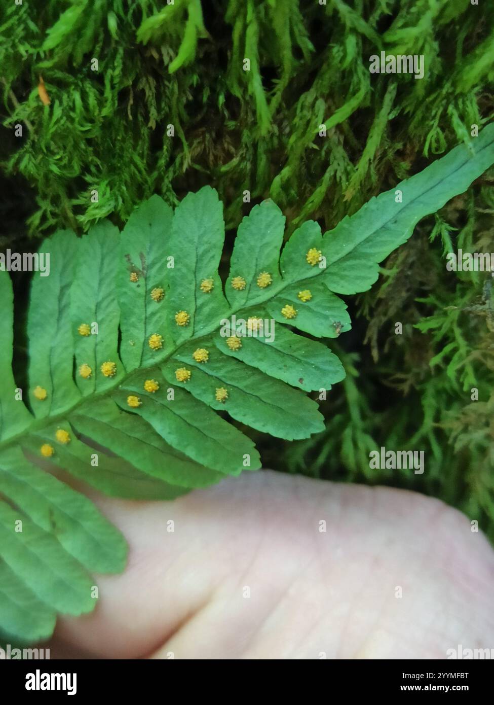 common polypody (Polypodium vulgare Stock Photo - Alamy