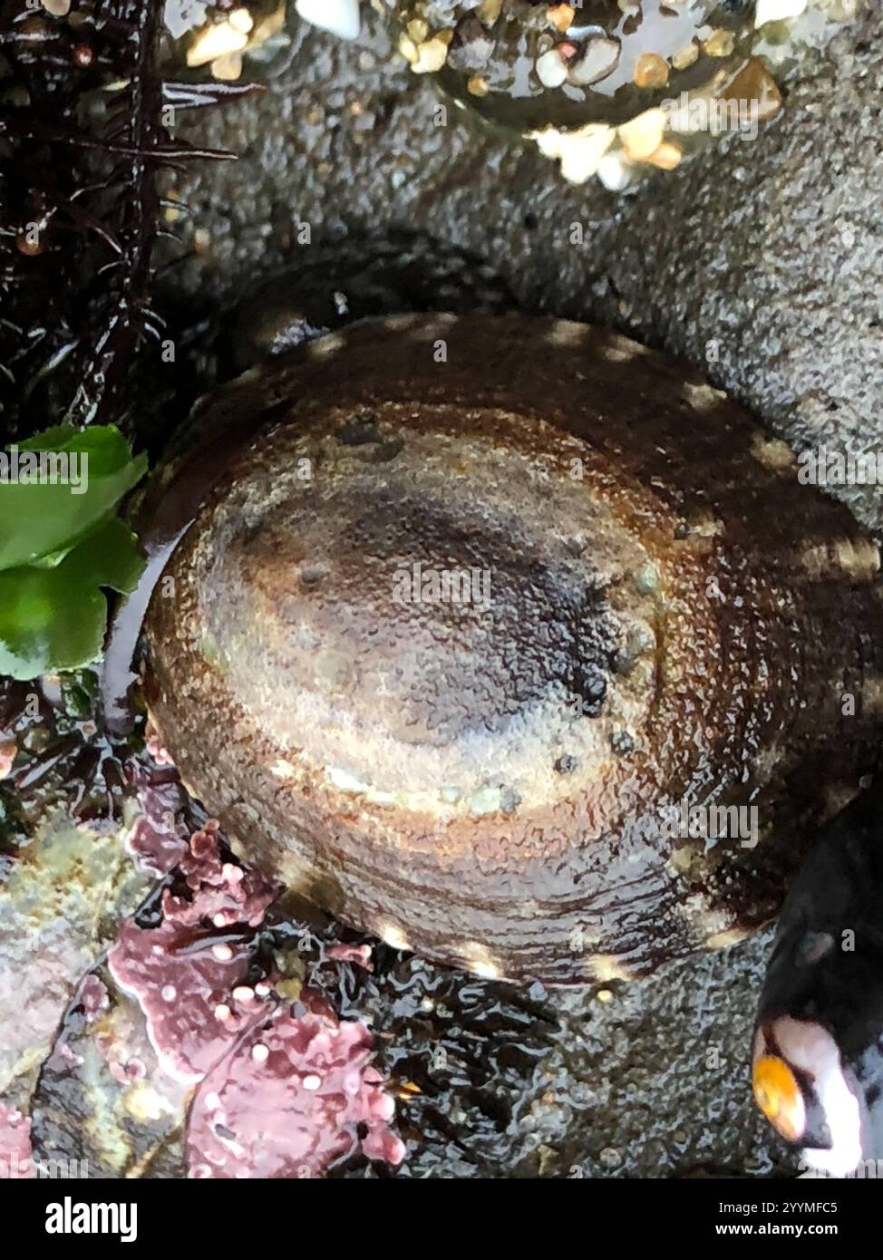 Owl Limpet (Lottia gigantea Stock Photo - Alamy