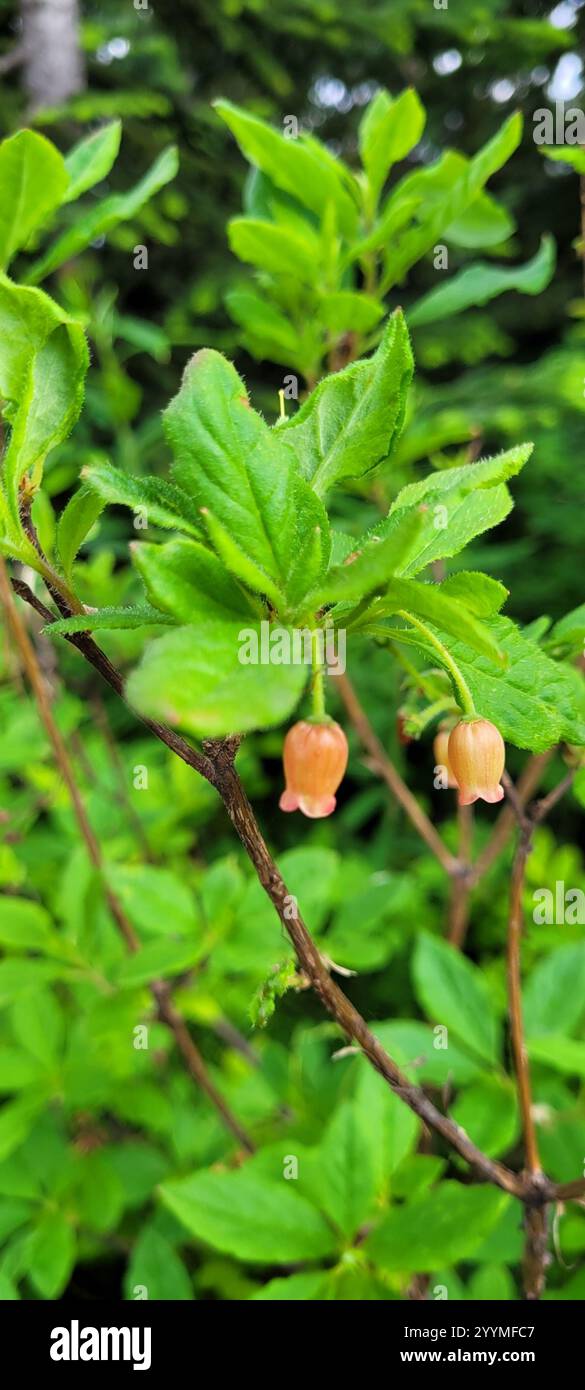 mock azalea (Rhododendron menziesii Stock Photo - Alamy
