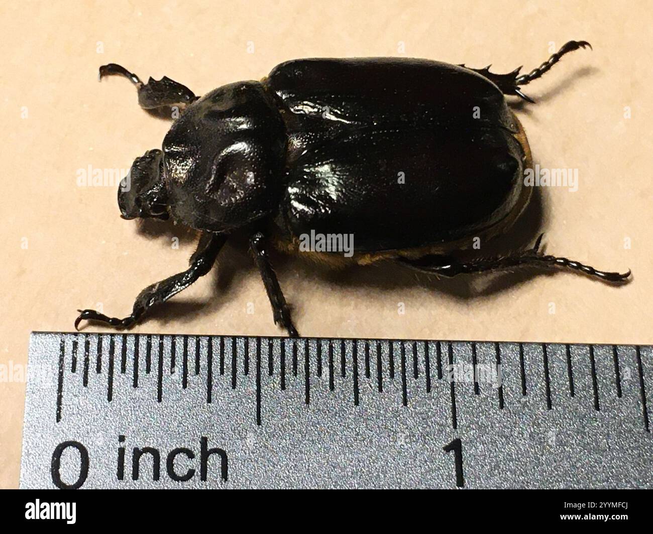 Hermit Flower Beetle (Osmoderma eremicola Stock Photo - Alamy
