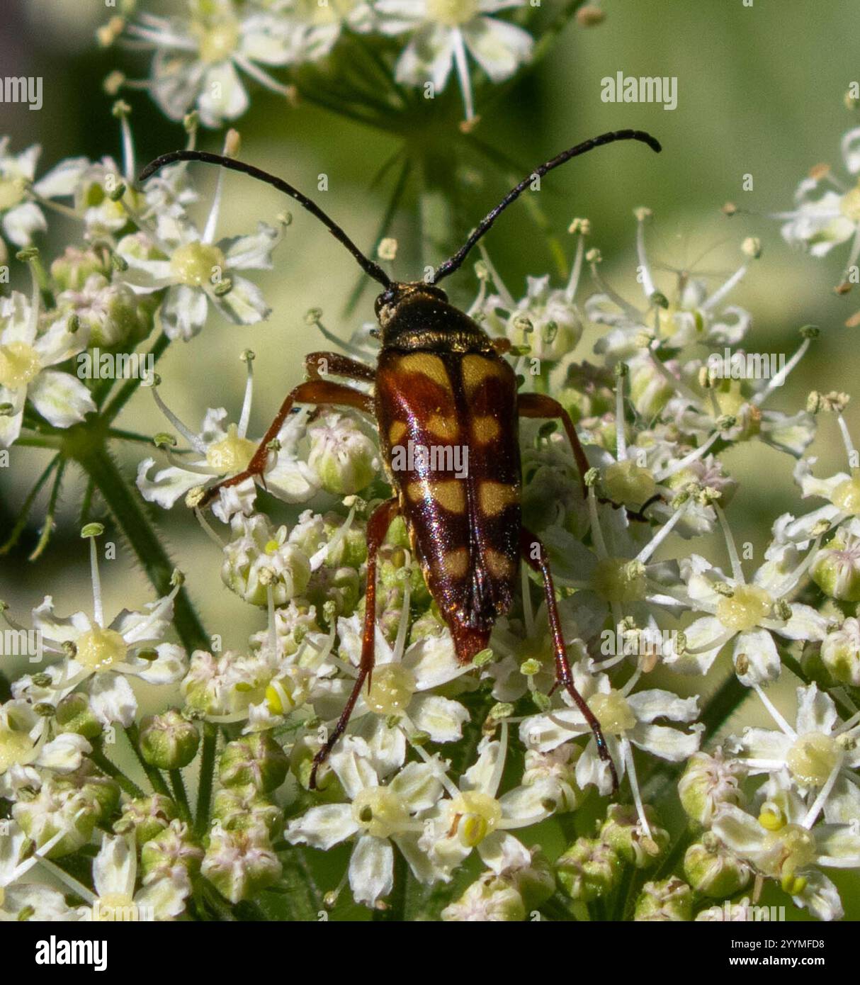 Banded Longhorn Beetle (Typocerus velutinus Stock Photo - Alamy