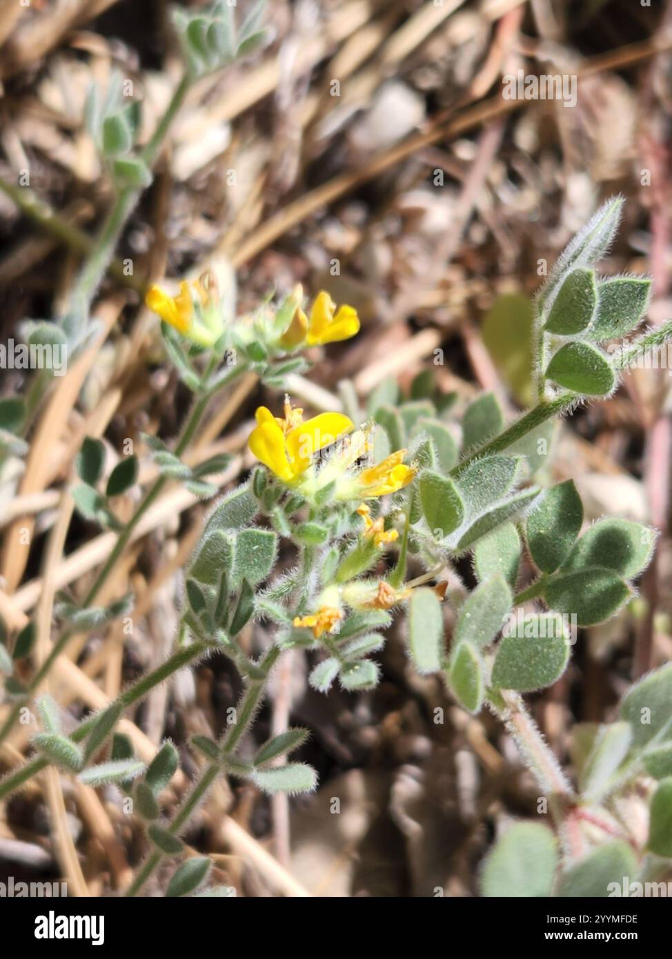 Heermann's Lotus (Acmispon heermannii Stock Photo - Alamy