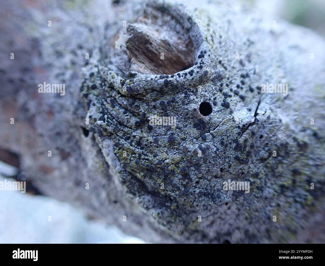 Multicolored Dot Lichen (Cliostomum griffithii Stock Photo - Alamy