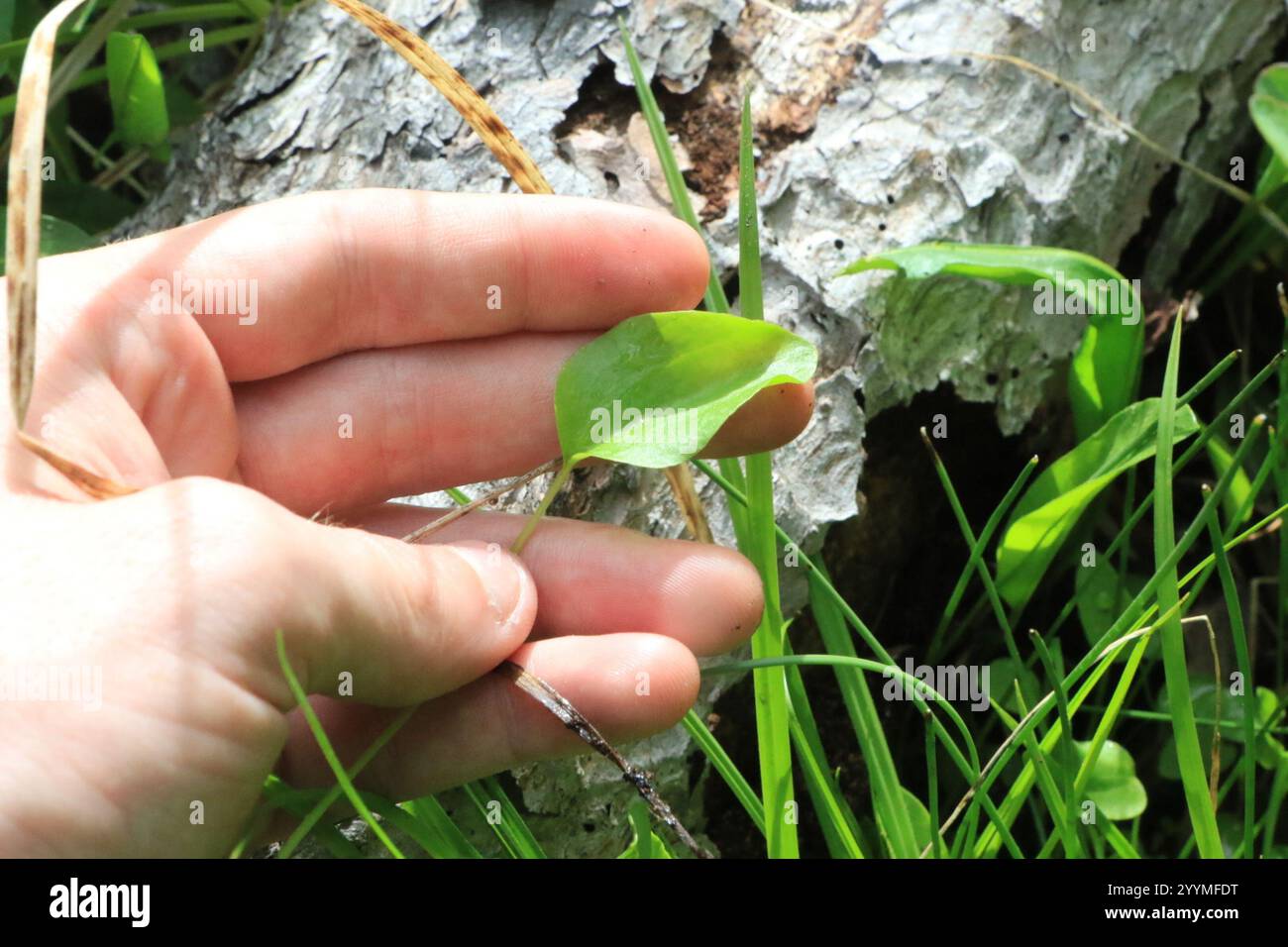 Plantainleaf buttercup hi-res stock photography and images - Alamy