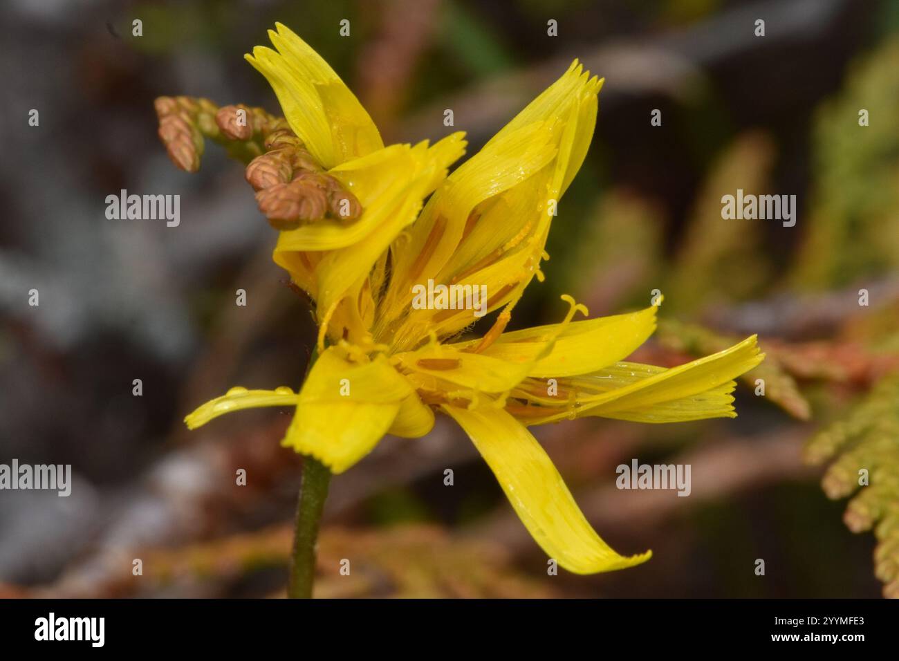 northern microseris (Microseris borealis Stock Photo - Alamy