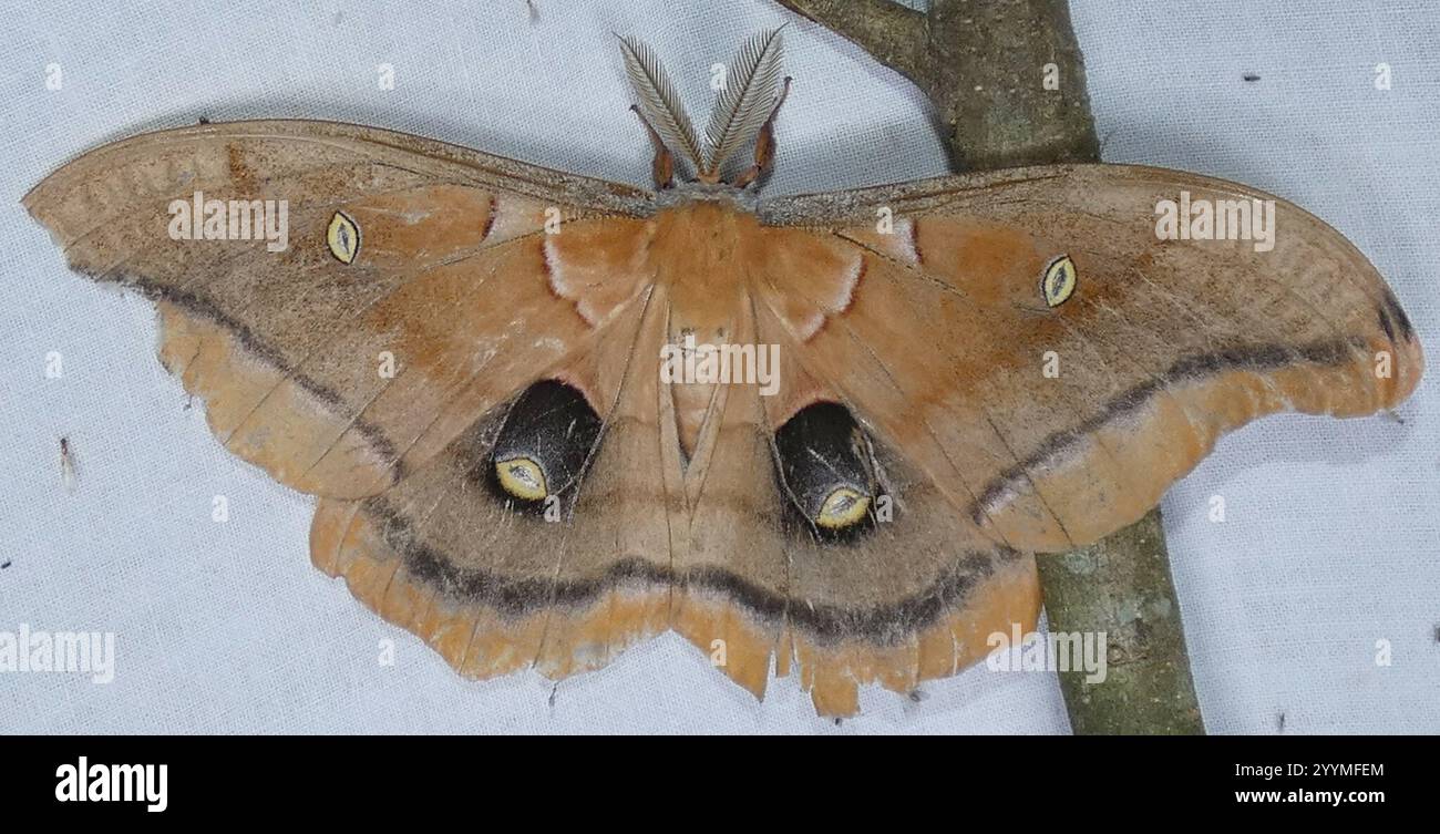 Polyphemus Moth (Antheraea polyphemus Stock Photo - Alamy