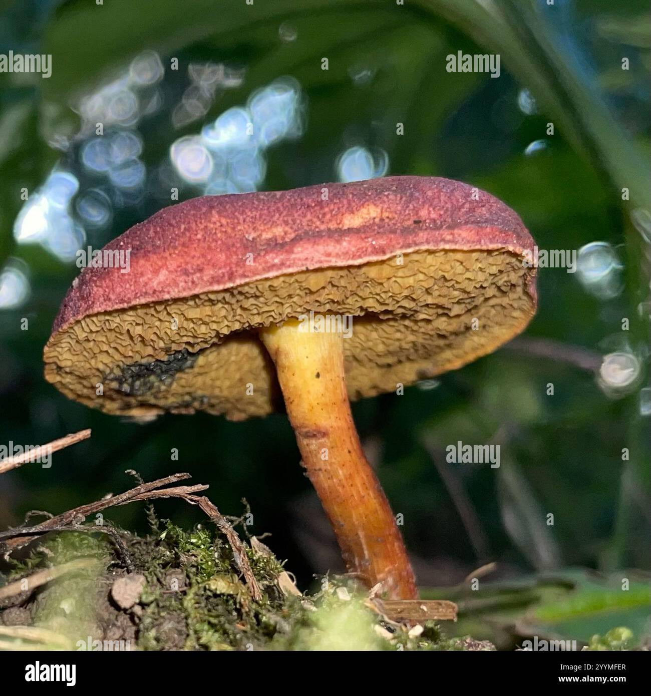 Ruby Bolete (Hortiboletus rubellus Stock Photo - Alamy