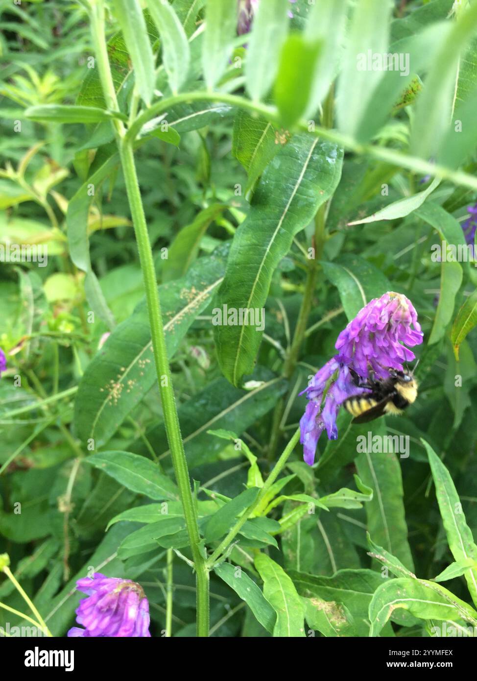 Northern Amber Bumble Bee (Bombus borealis Stock Photo - Alamy